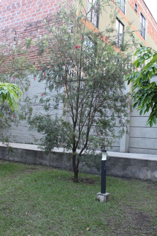 Calistemo rojo o Escobillón rojo – Colombo Británico Envigado